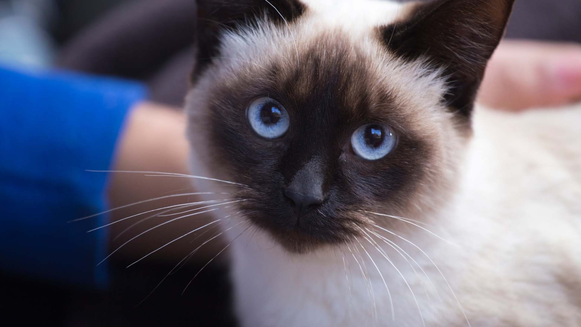 Razas de Gatos: Cuáles Debes Conocer